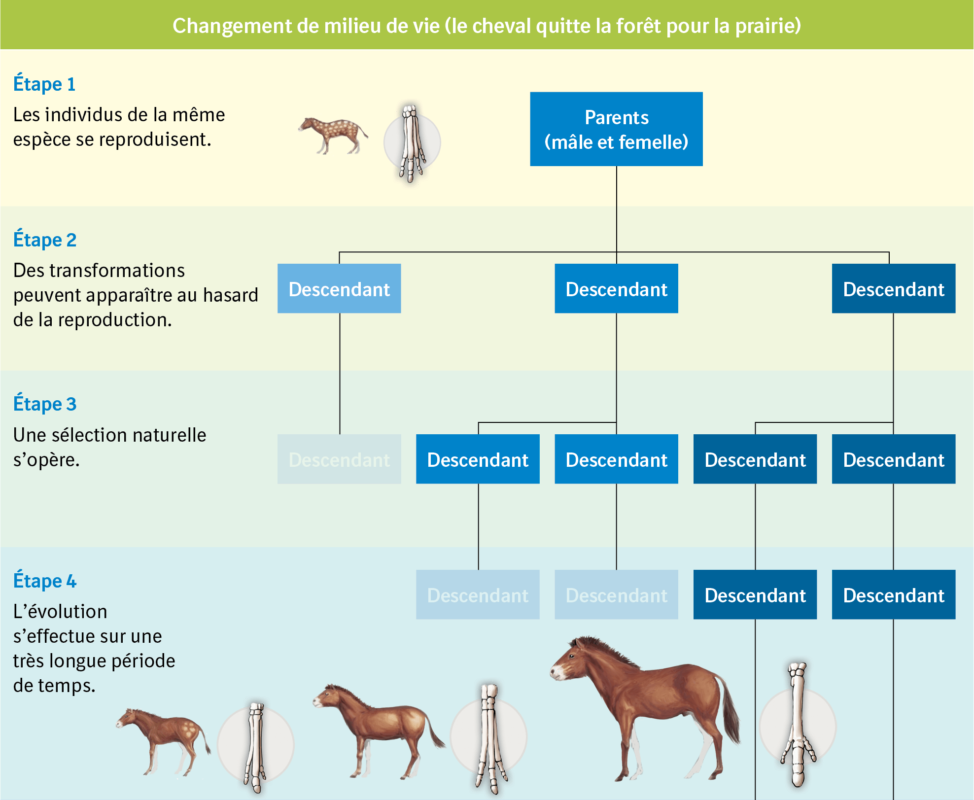 Les étapes de l’évolution des doigts du cheval depuis 60 millions d’années