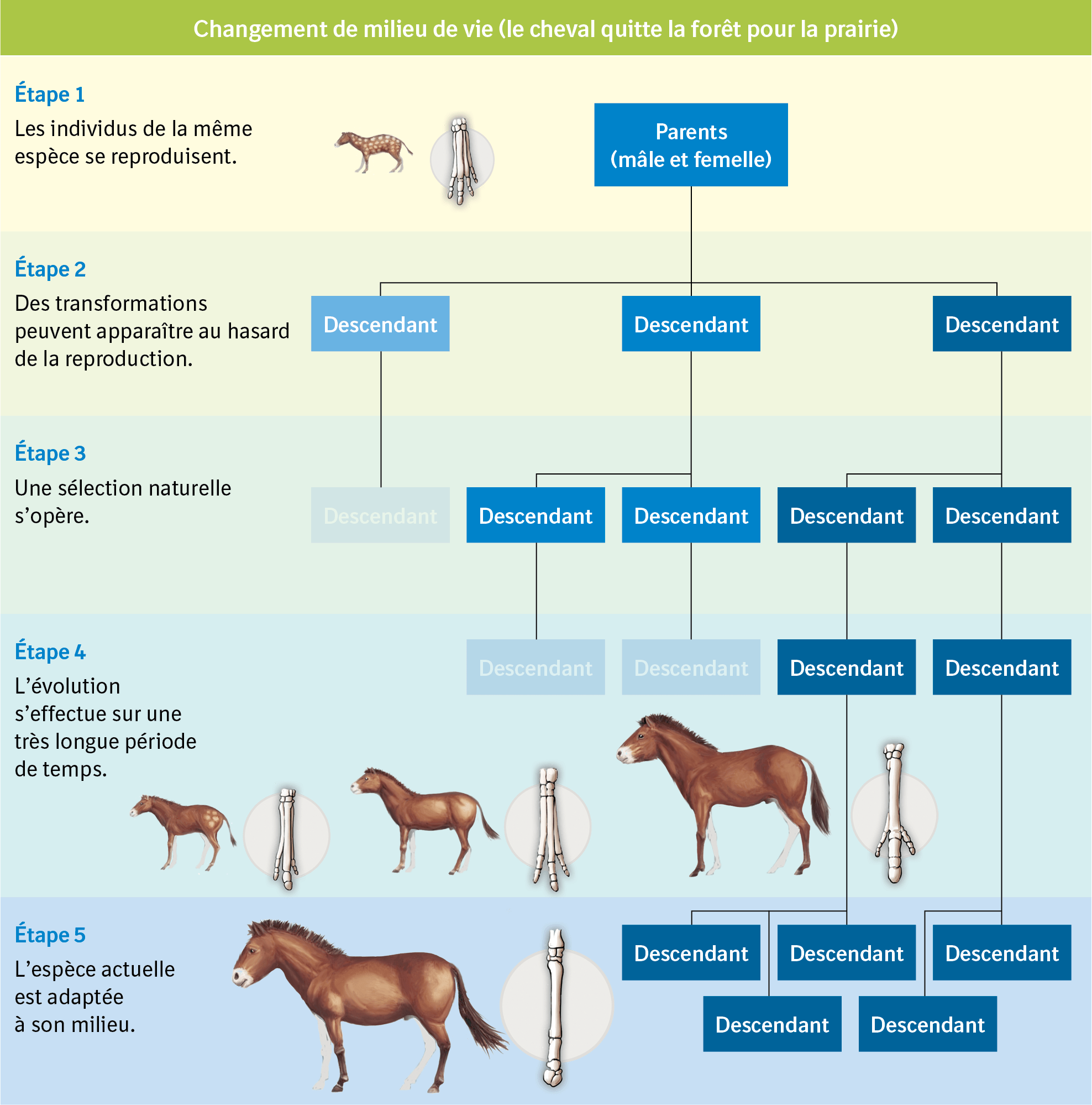 Les étapes de l’évolution des doigts du cheval depuis 60 millions d’années